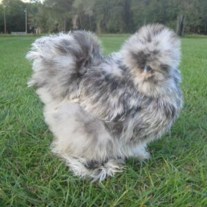 Splash Silkie Bantam – The Chick Hatchery
