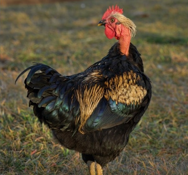 Turken "Naked Neck" – The Chick Hatchery